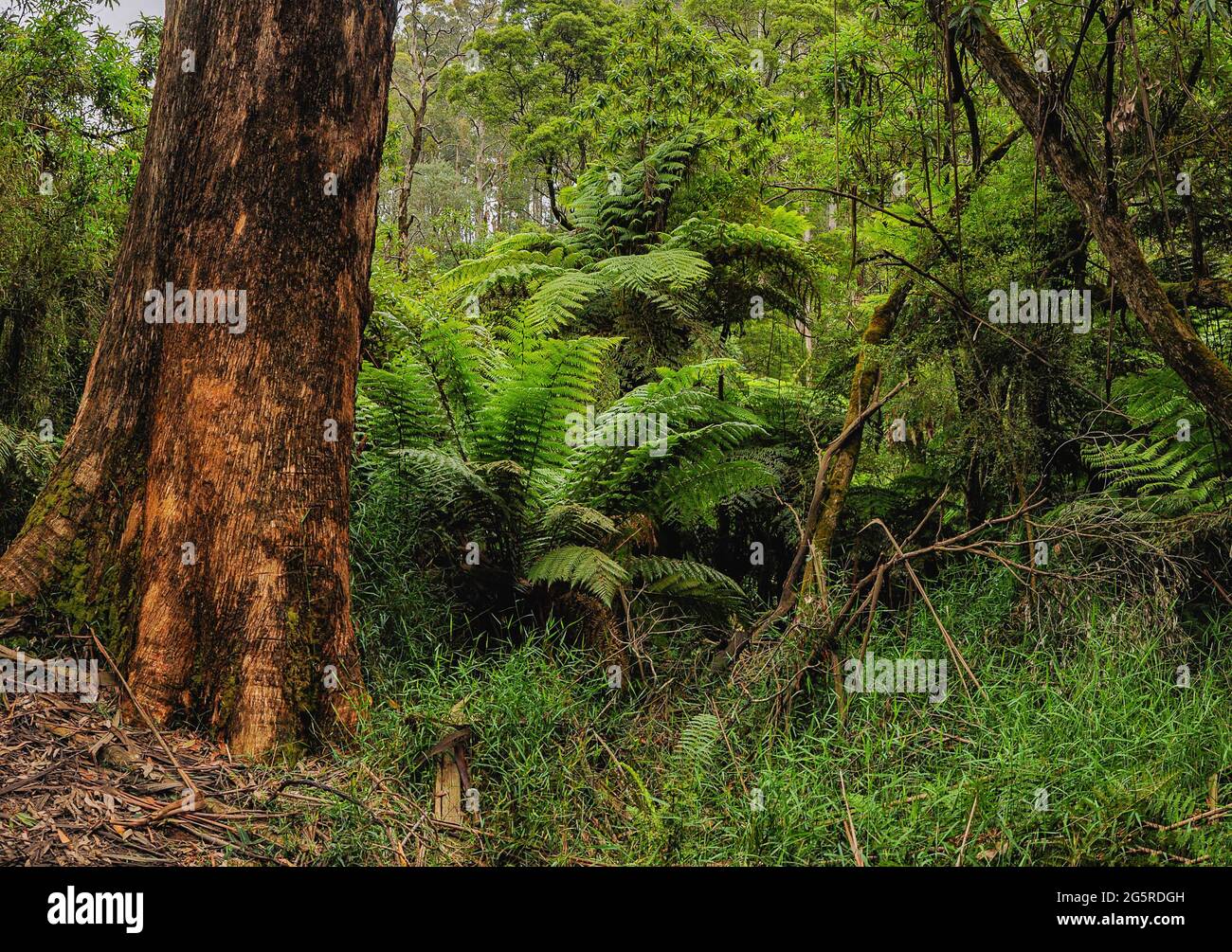Stunted palm hi-res stock photography and images - Alamy