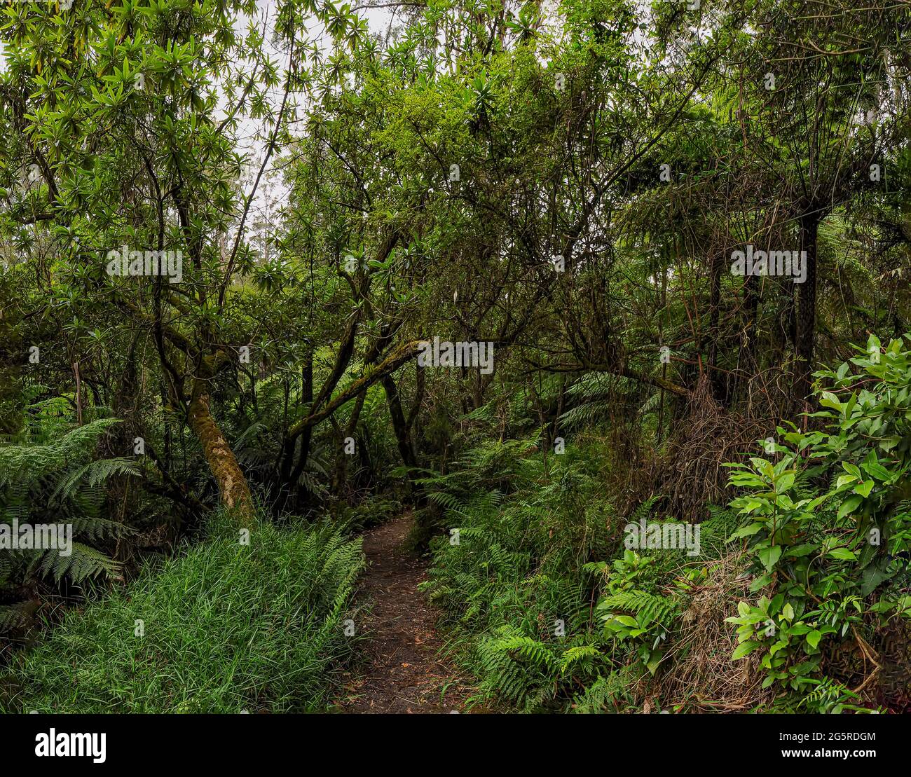 Forest of Australia, consisting mainly of various types of eucalyptus ...