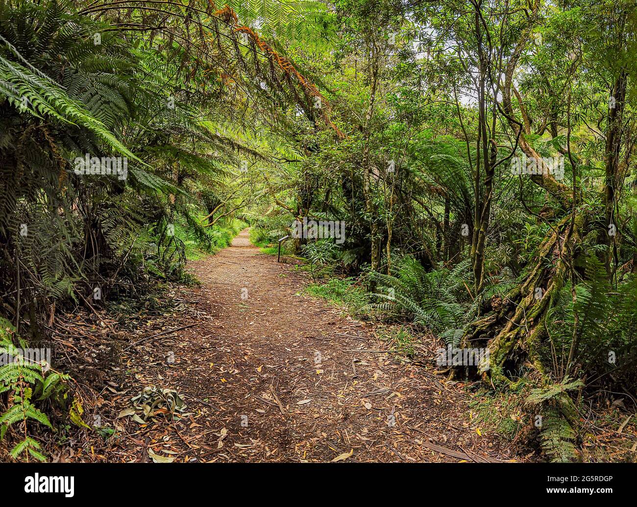 Stunted palm hi-res stock photography and images - Alamy