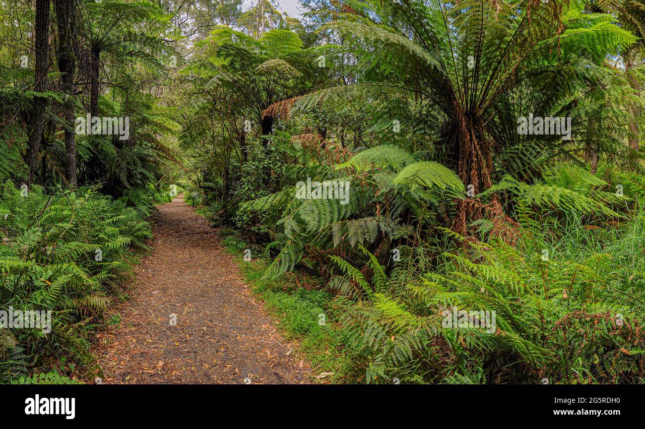 Forest of Australia, consisting mainly of various types of eucalyptus ...