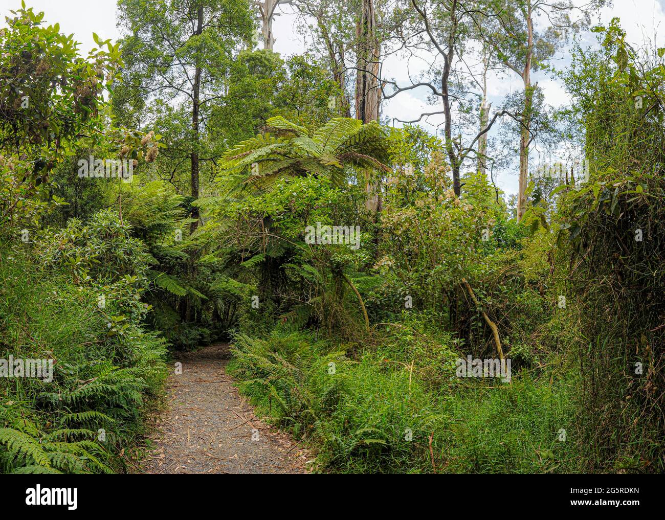 Forest of Australia, consisting mainly of various types of eucalyptus ...