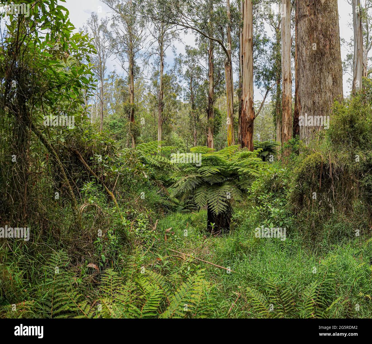 Forest of Australia, consisting mainly of various types of eucalyptus ...