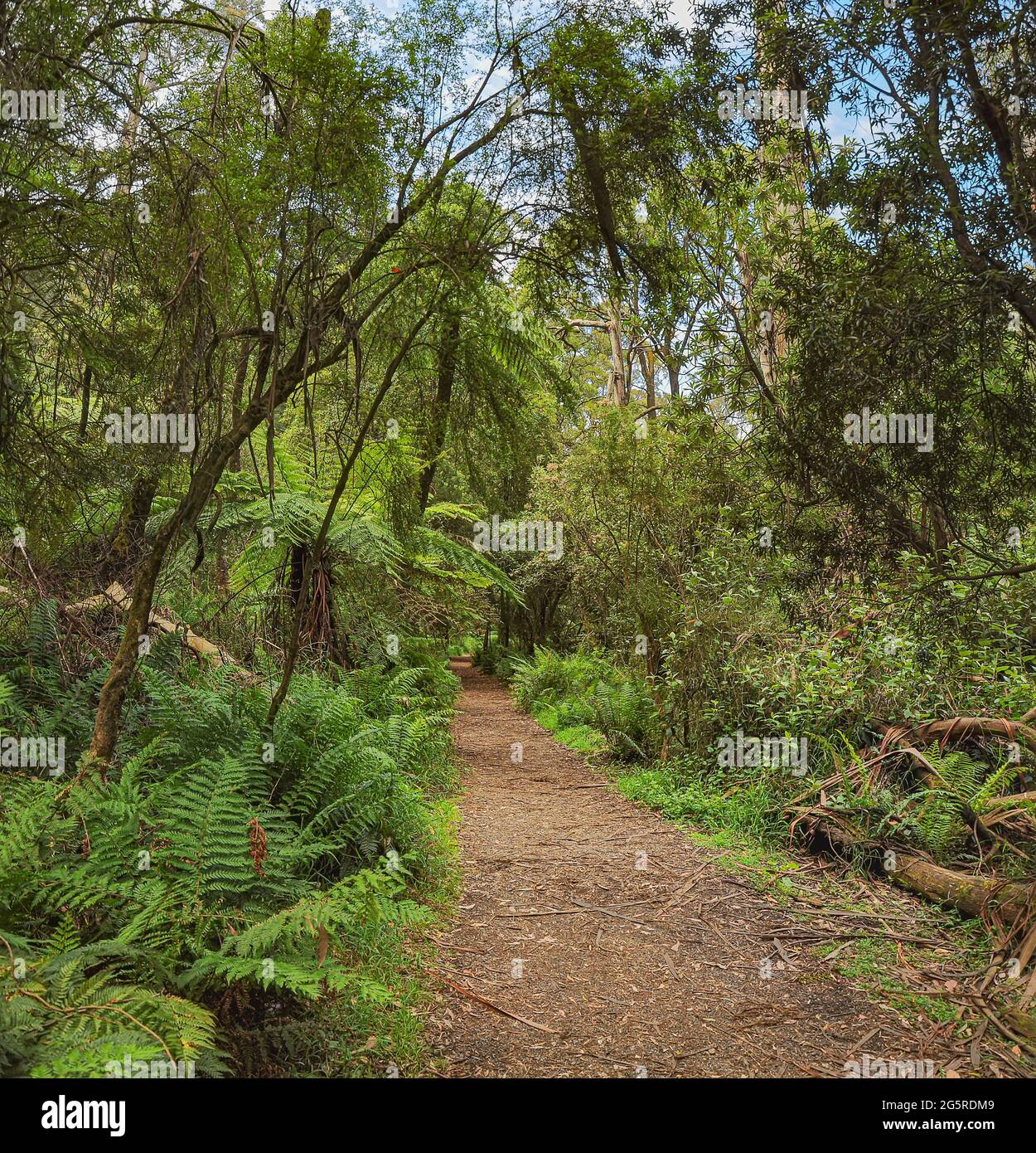 Forest of Australia, consisting mainly of various types of eucalyptus ...