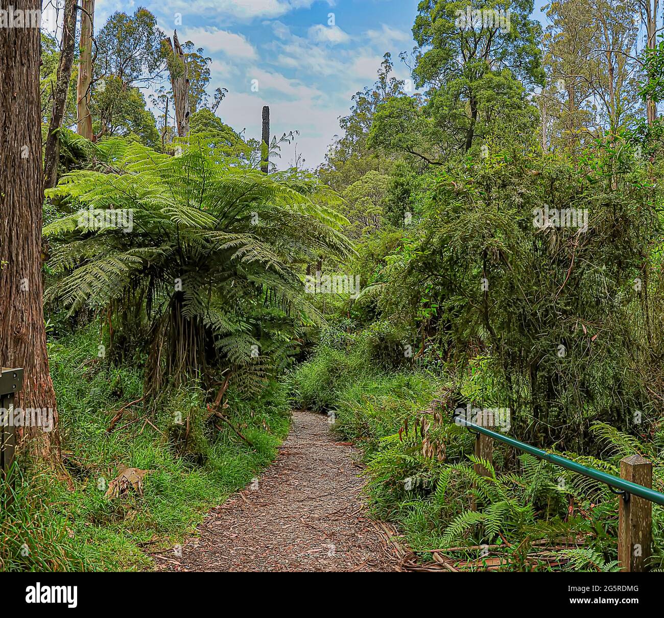 Forest of Australia, consisting mainly of various types of eucalyptus ...