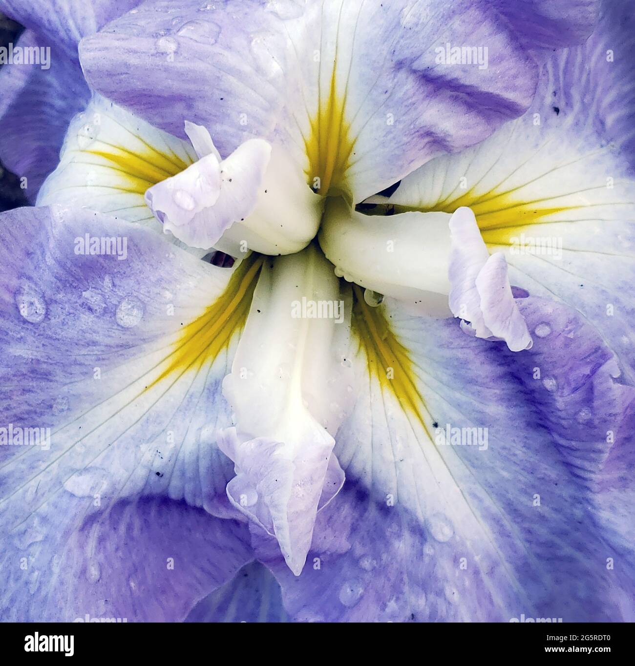 Sweet iris hi-res stock photography and images - Alamy