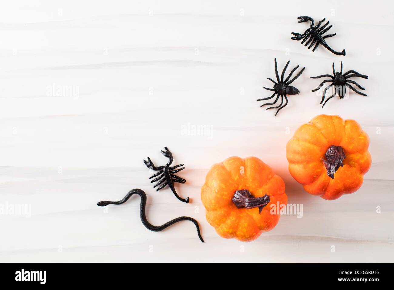 Halloween background. Pumpkins, spiders and snakes on a white ...