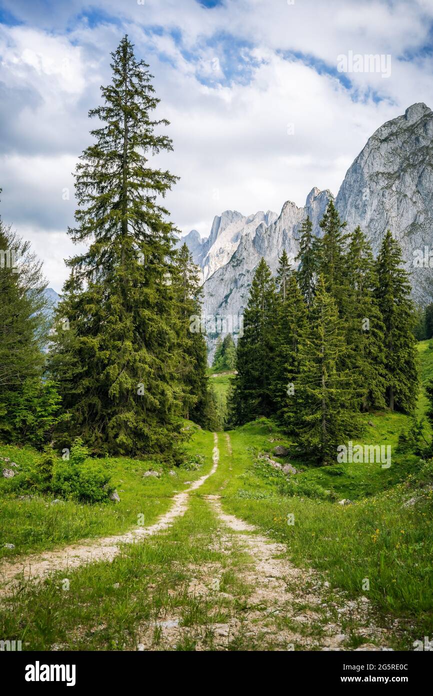 Hiking trail in pine tree forest with Alps mountains in background ...