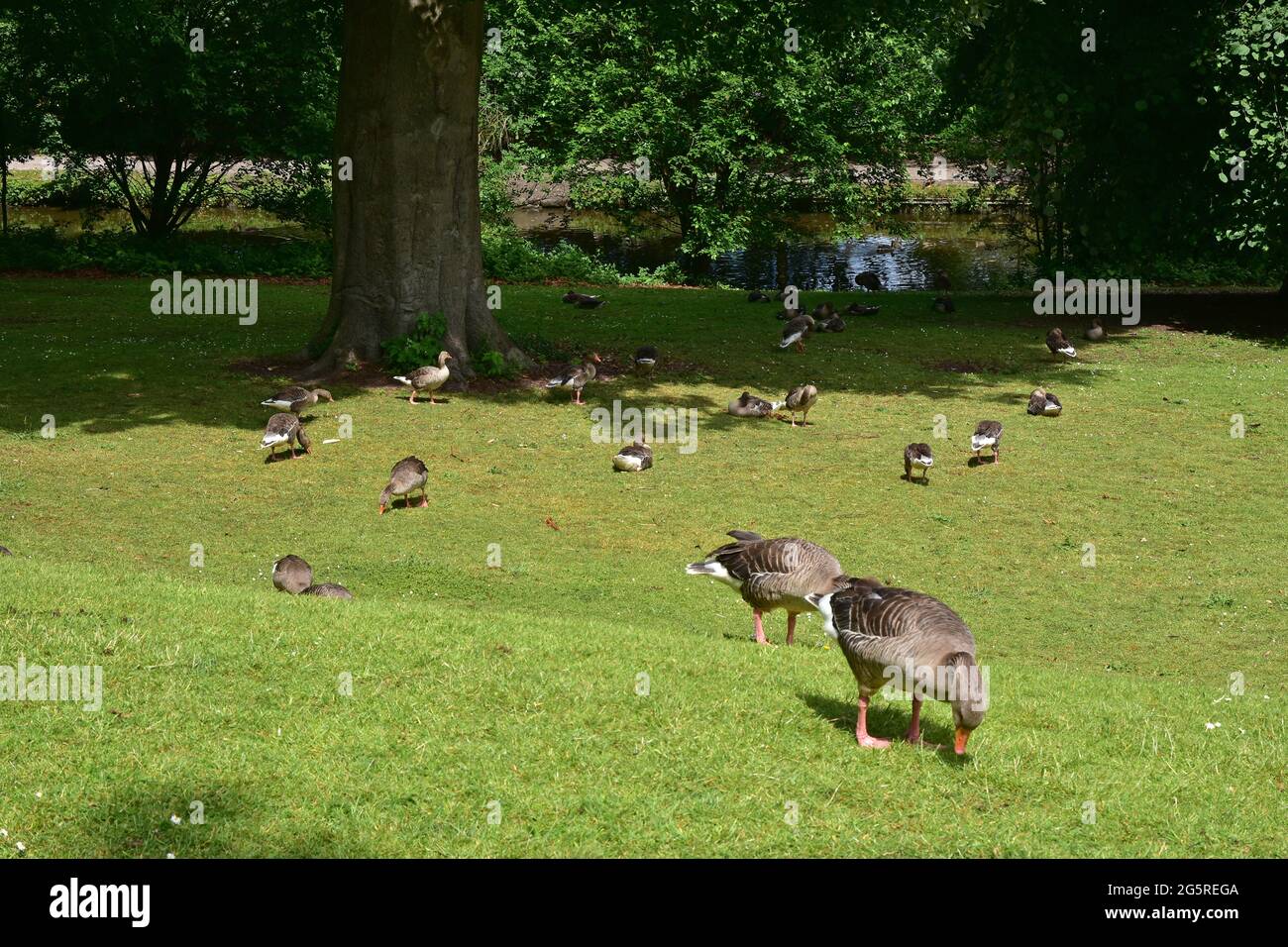 Greylag geese grazing on grass by the canal, Saltaire, Shipley, West ...