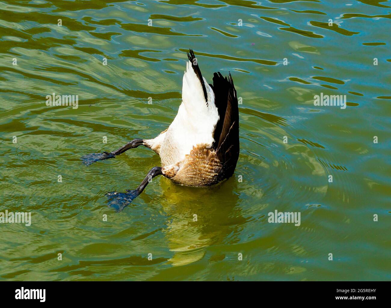 Duck diving for food in water Stock Photo - Alamy