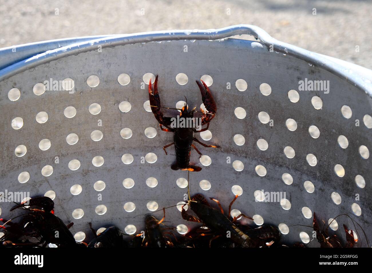 Crawfish Boil Crawfish Pot Escape Stock Photo - Alamy