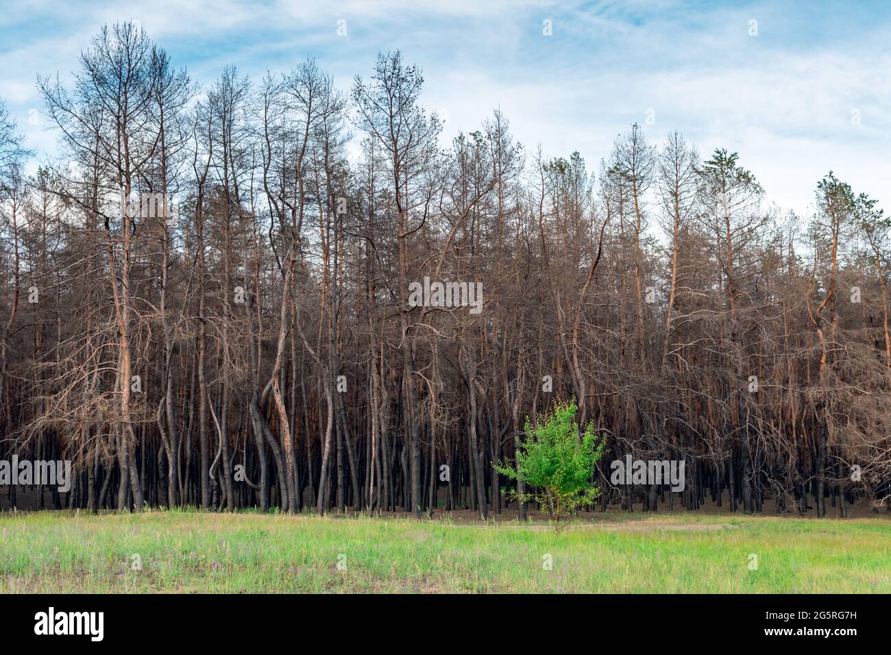 A young deciduous tree against the background of a burnt coniferous ...