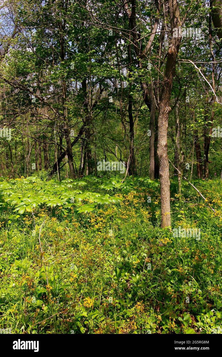 Forest with Ground Cover of Flowers and Plants with Wide Leaves Stock ...