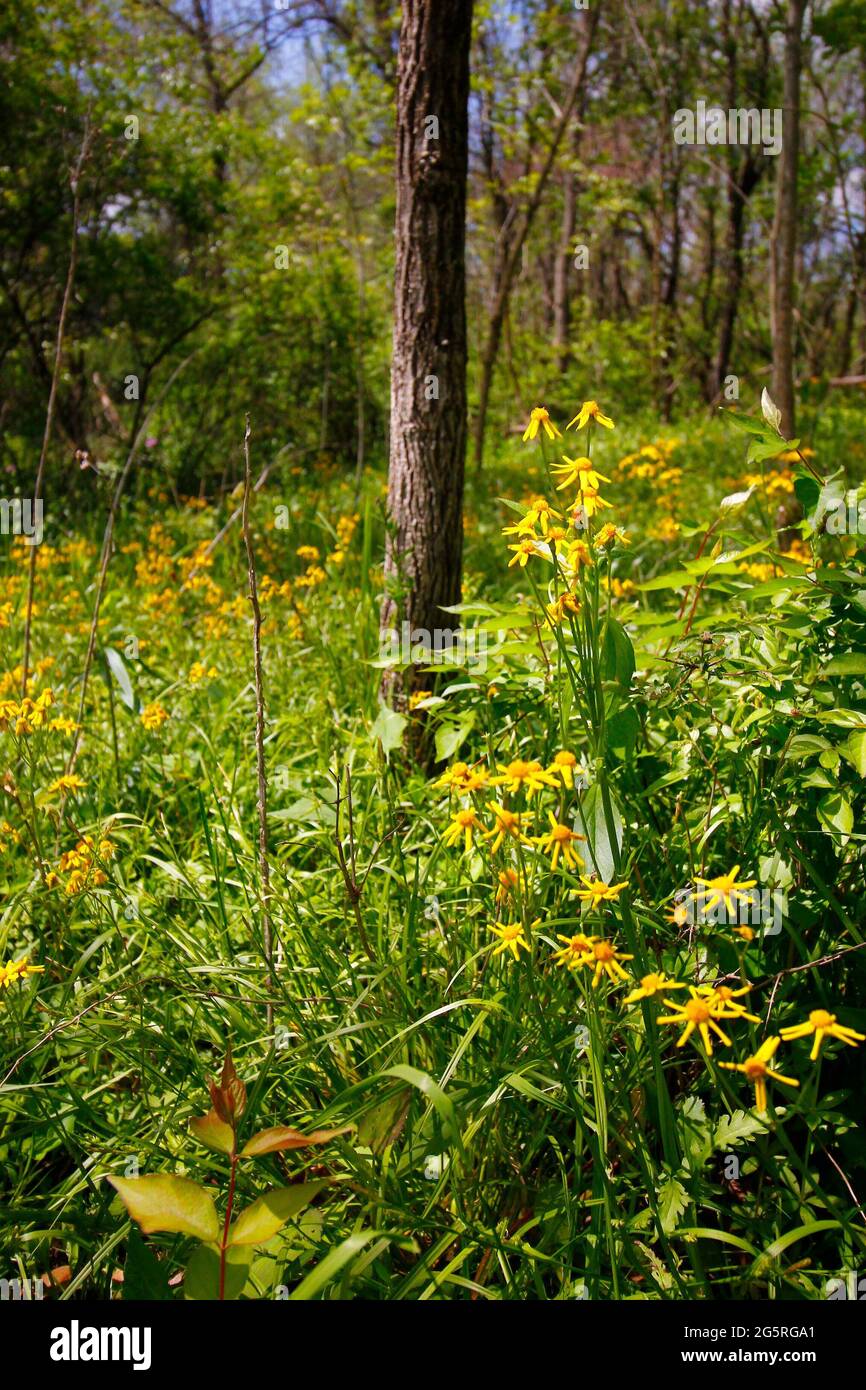 Golden Daisy Flowers Around a Tree Outdoors Stock Photo - Alamy