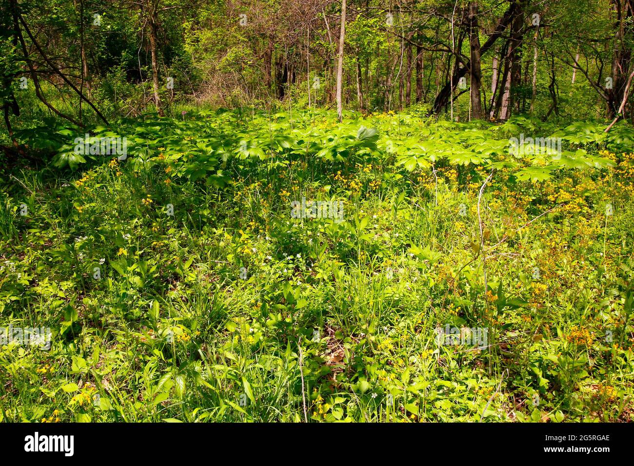 Forest with Ground Cover of Flowers and Plants with Wide Leaves Stock ...