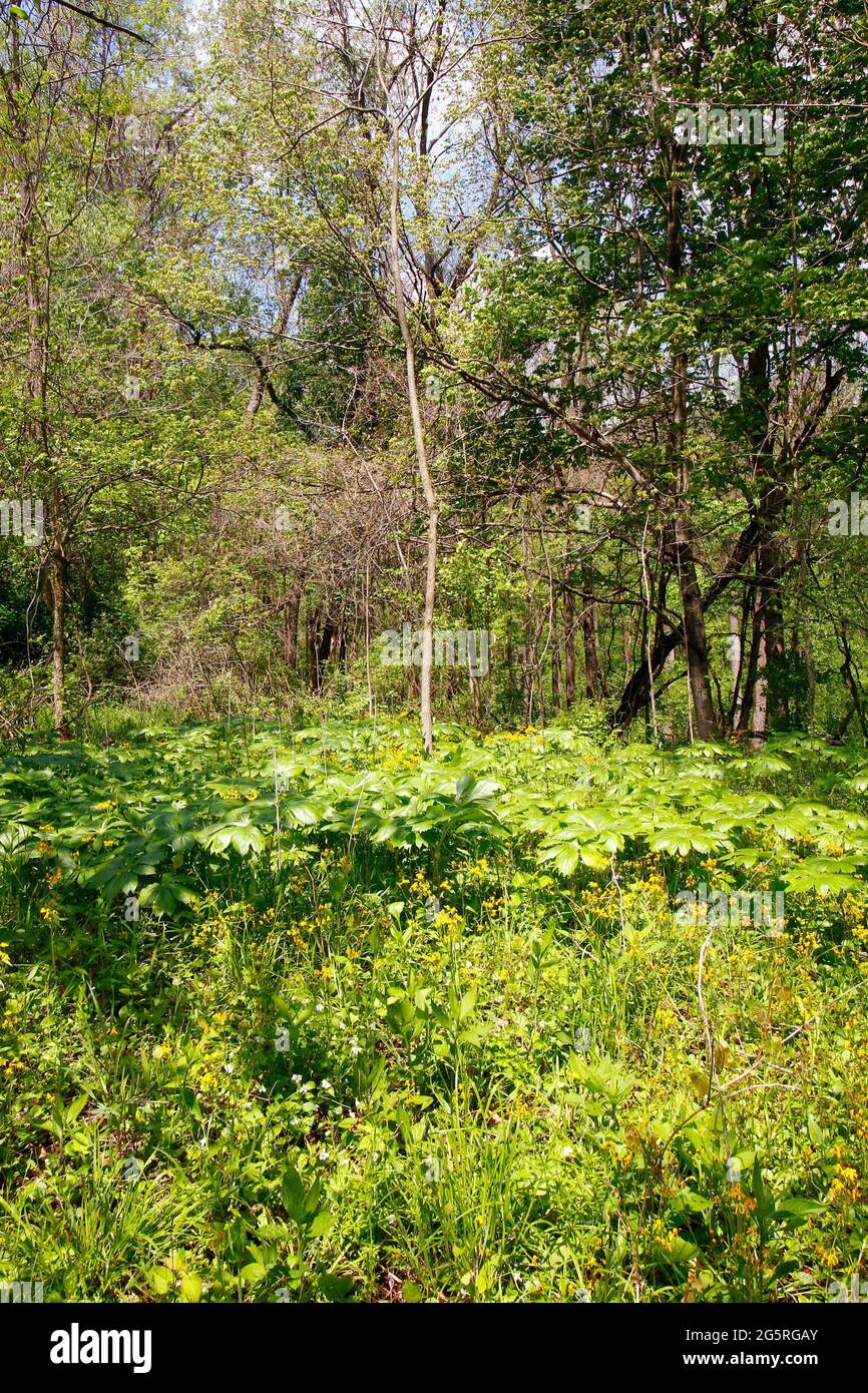 Forest with Ground Cover of Flowers and Plants with Wide Leaves Stock ...
