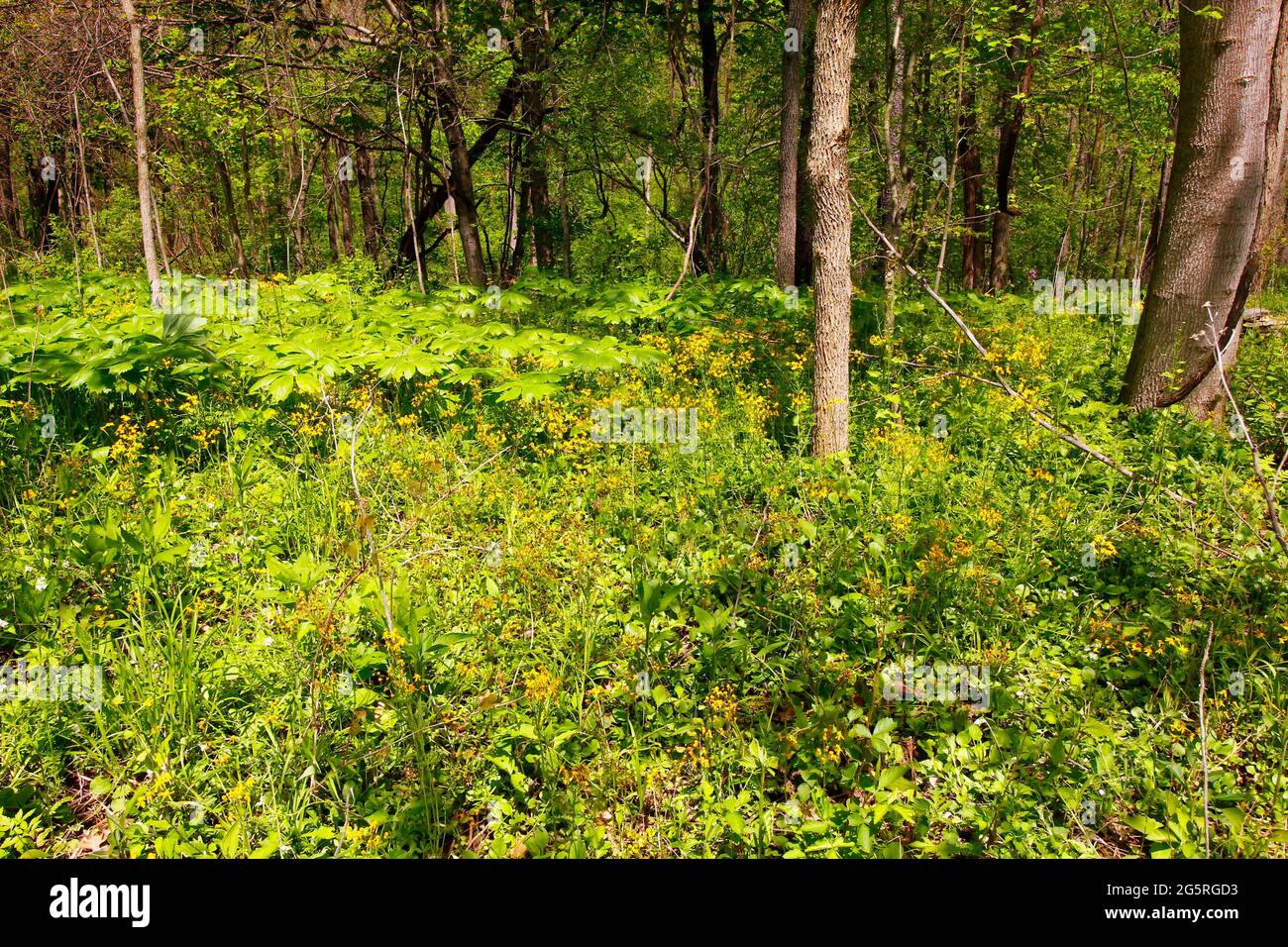Forest with Ground Cover of Flowers and Plants with Wide Leaves Stock ...