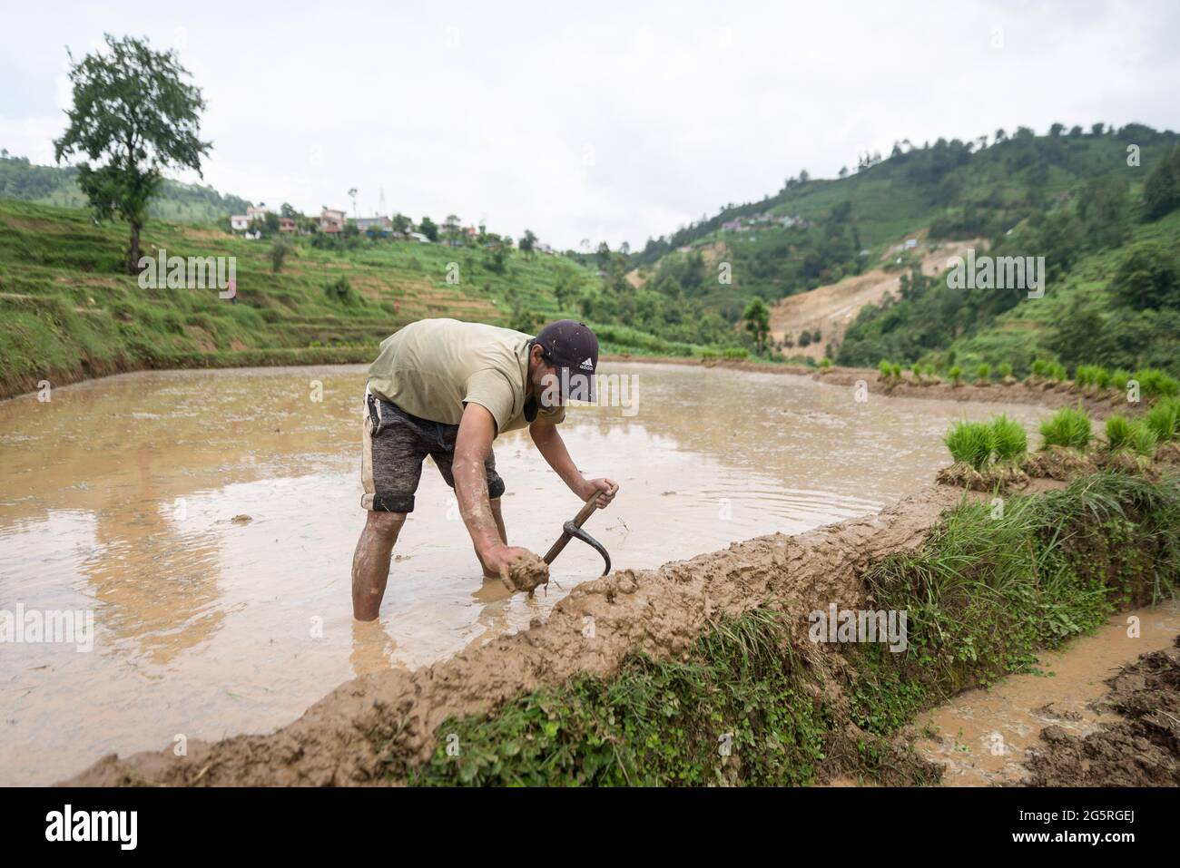 Kathmandu, Nepal. 29th June, 2021. A Nepalese farmer prepares a field ...