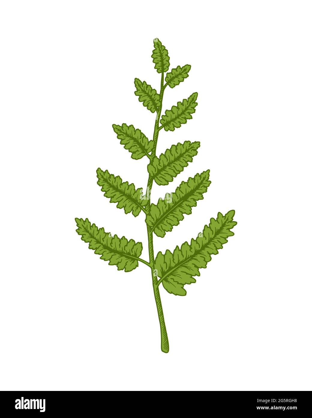 Hand drawn fern branch isolated on white background. Vector ...