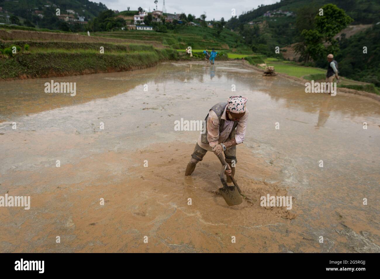 A Nepalese farmer prepares a field for rice planting. Nepalese farmers ...