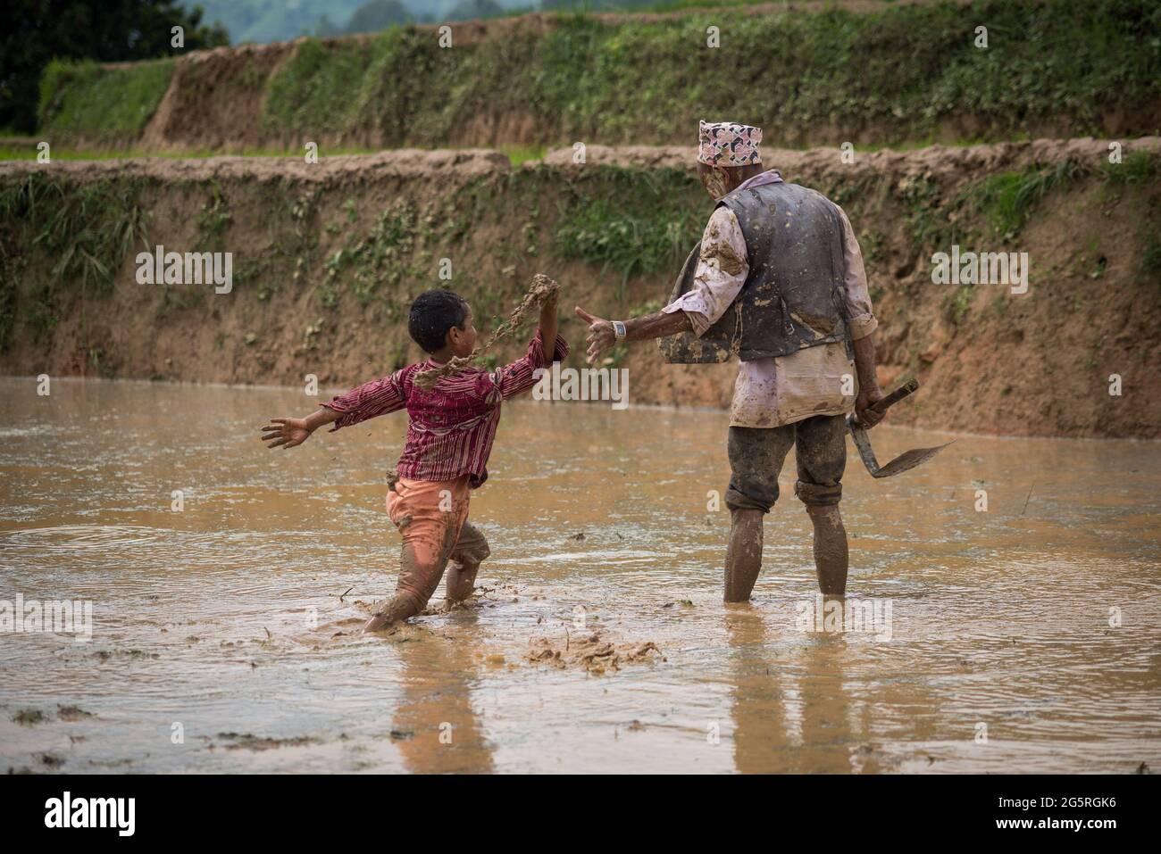 A kid plays with the mud in the paddy field on the National paddy day ...