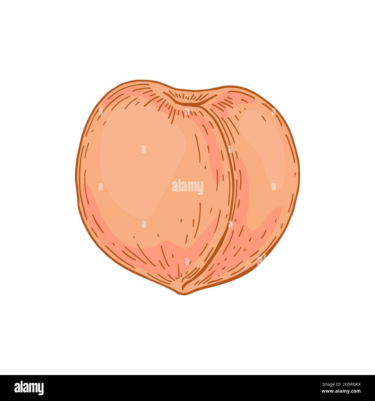 Hand drawn peach isolated on white background. Vector illustration in ...