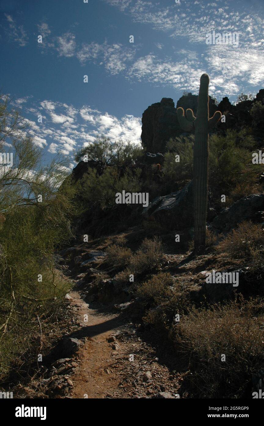 Saguaro on slope beside worn path on South Mountain Stock Photo - Alamy