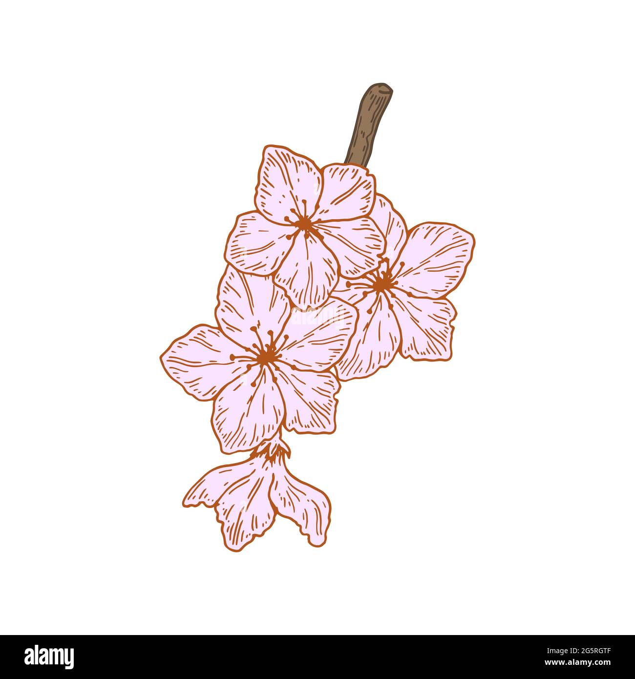 Hand drawn peach branch with flowers isolated on white background ...