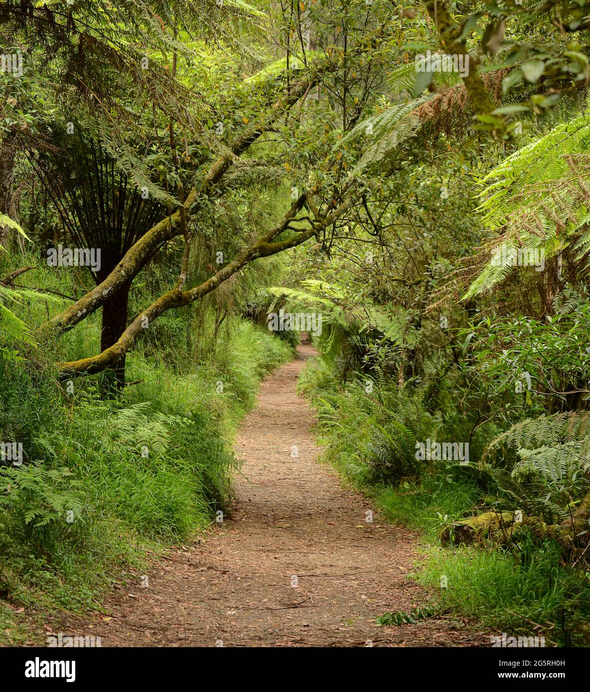 Forest of Australia, consisting mainly of various types of eucalyptus ...