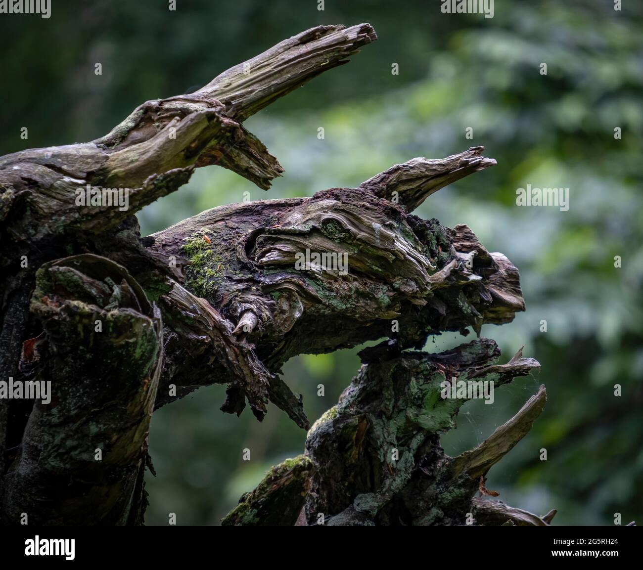 The roots and branches of a dead tree give the appearance of three ...