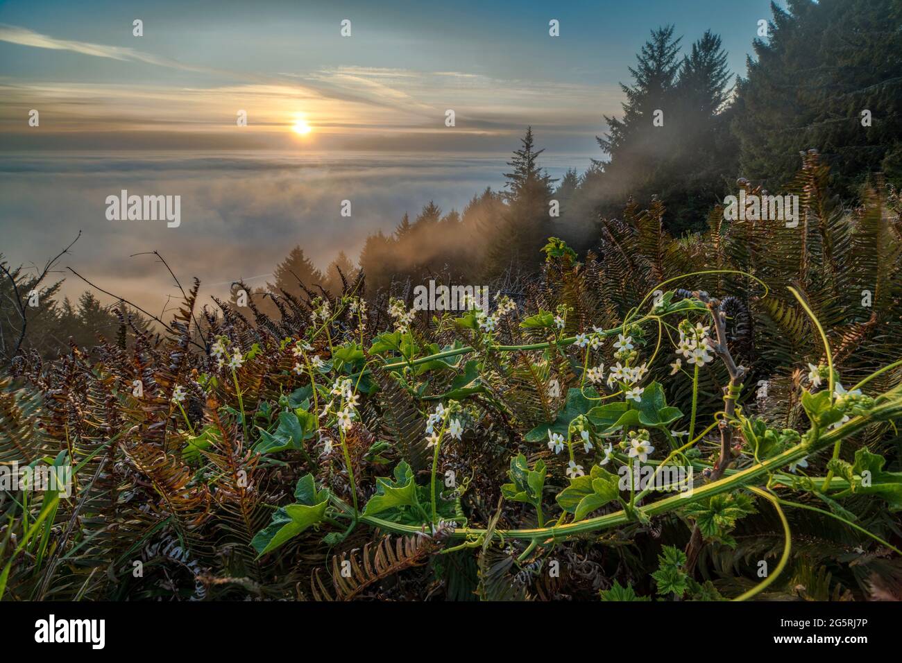 USA, Pacific Northwest, Oregon, South Coast, Cape Sebastian, Scenic ...