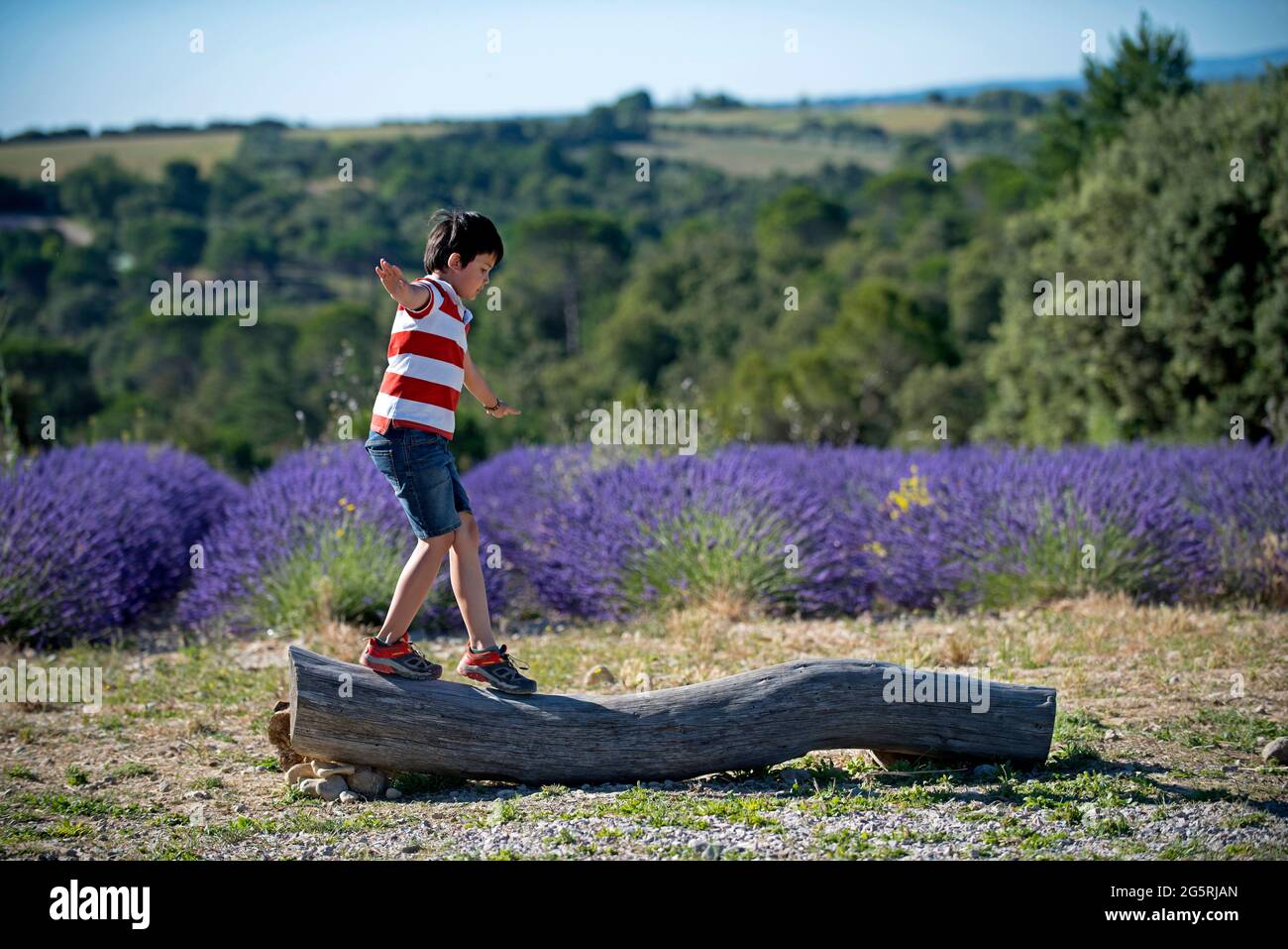 Boy in balance on a trunk by lavender Stock Photo - Alamy
