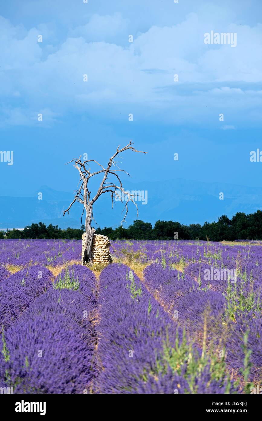 France, Alpes de Haute Provence (04), plateau de Valensole, lavender ...