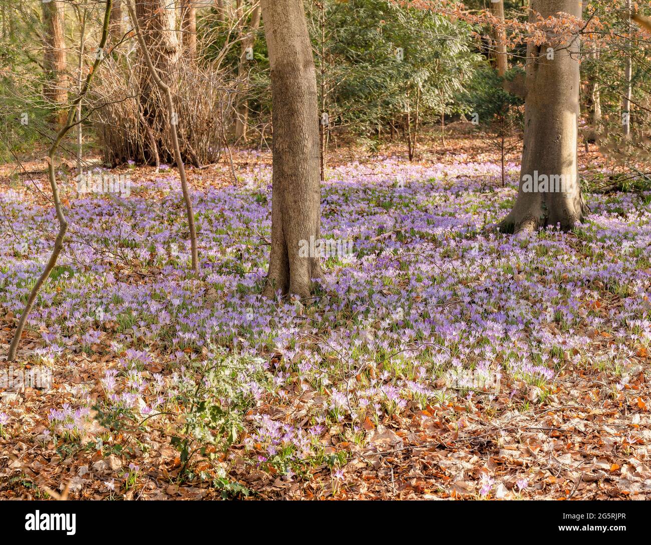Crocus in a wood Stock Photo - Alamy