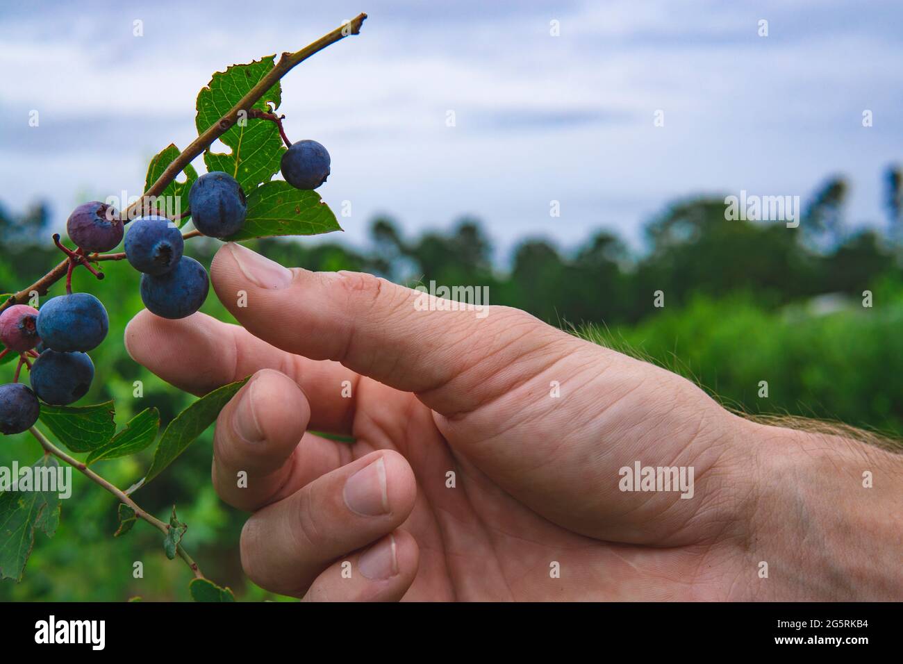 Hand Picking Blueberries At Farm Stock Photo - Alamy
