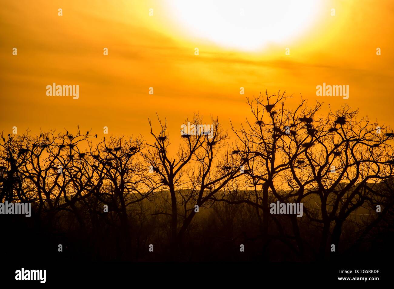 Summer bird nests hi-res stock photography and images - Alamy