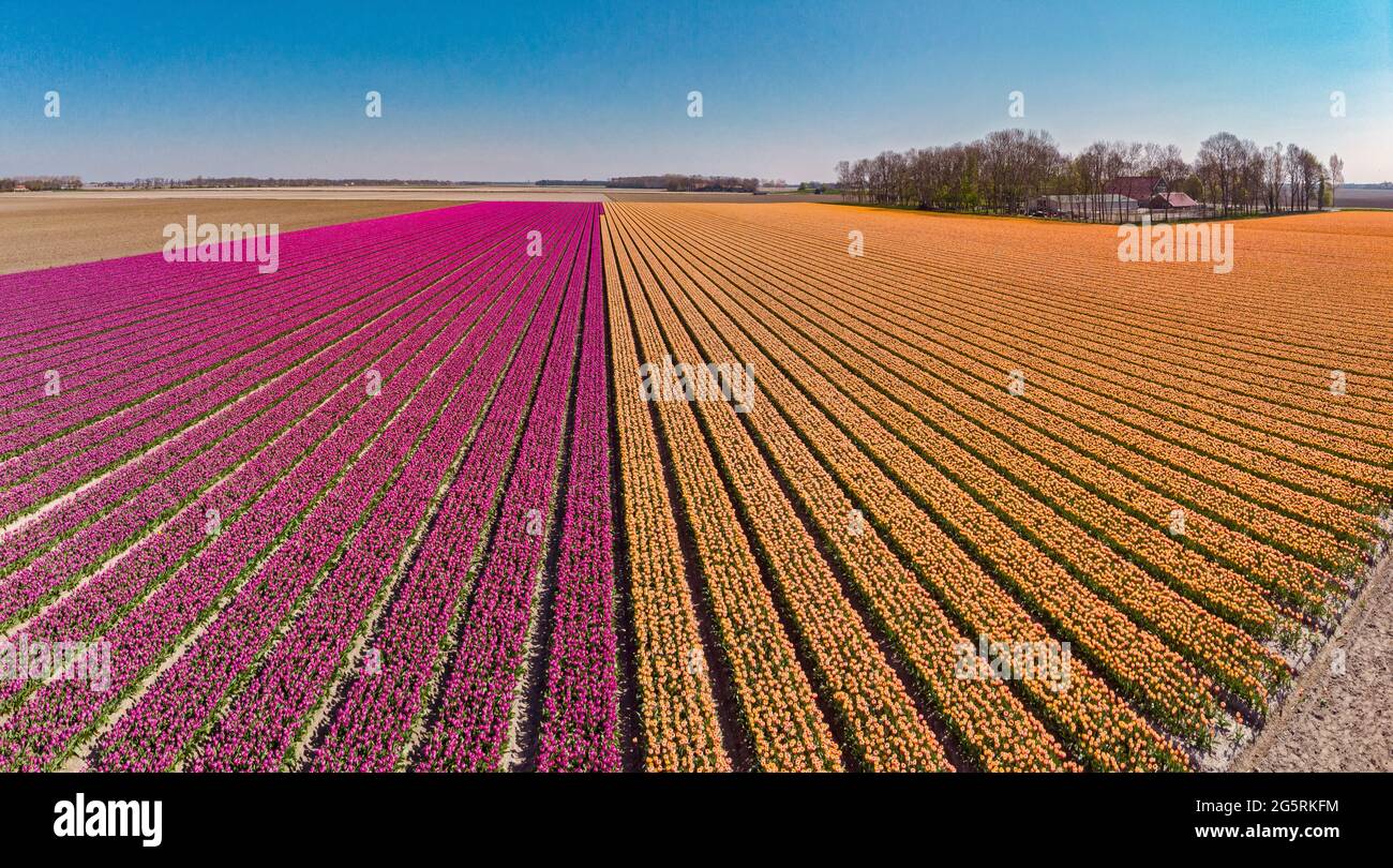 Bulb field with farmhouse Stock Photo - Alamy