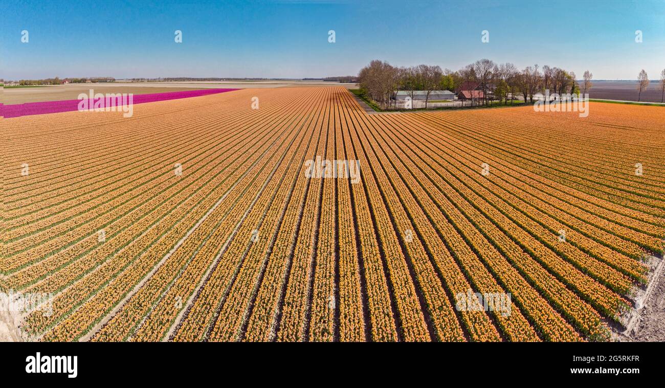 Bulb field with farmhouse Stock Photo - Alamy