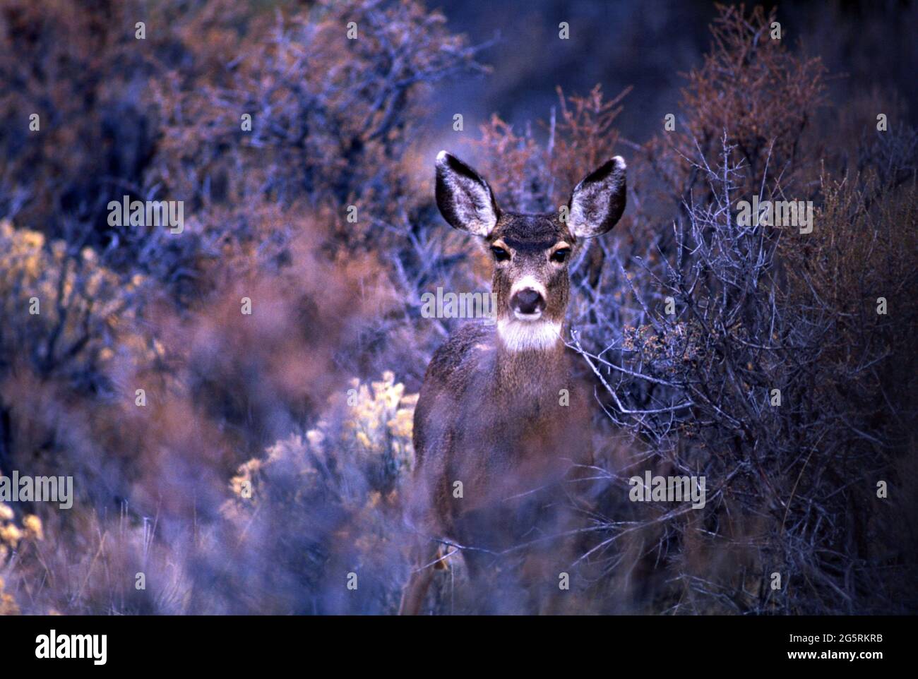 USA, Pacific Northwest, Oregon, Central Oregon, Mule Deer, Odocoileus ...