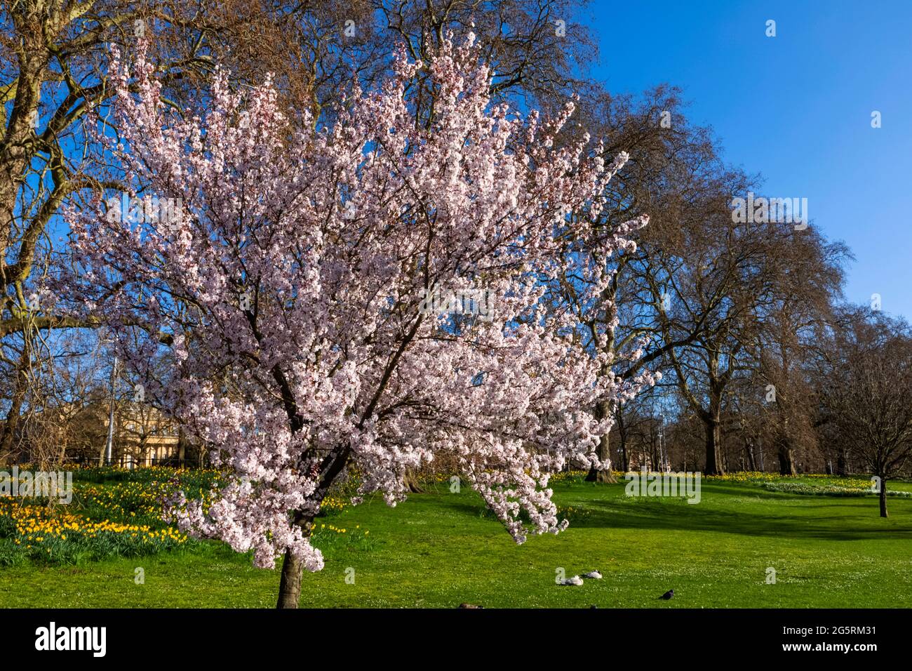 Spring trees london hi-res stock photography and images - Alamy