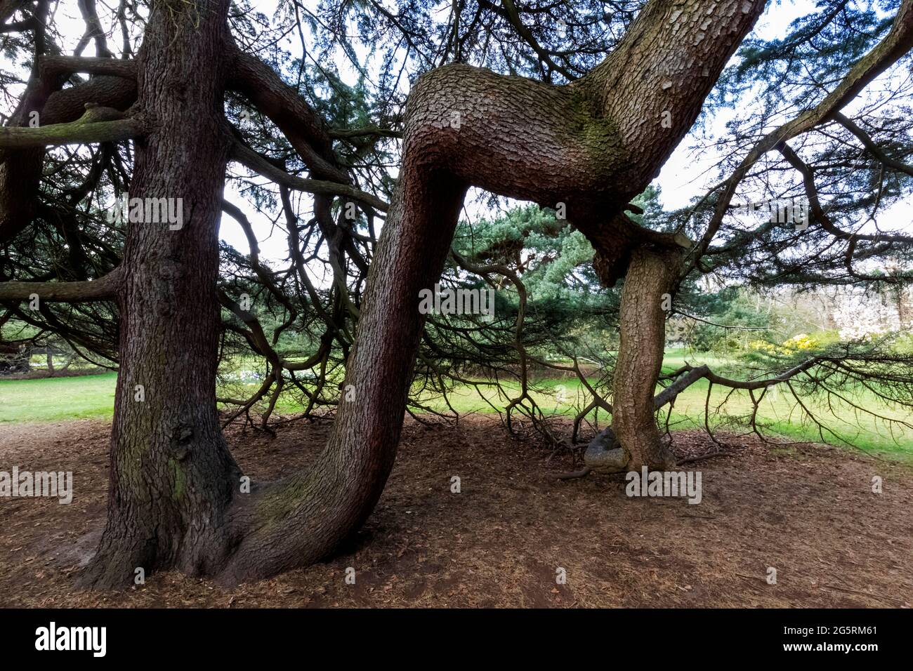 Branches of pine tree hi-res stock photography and images - Alamy