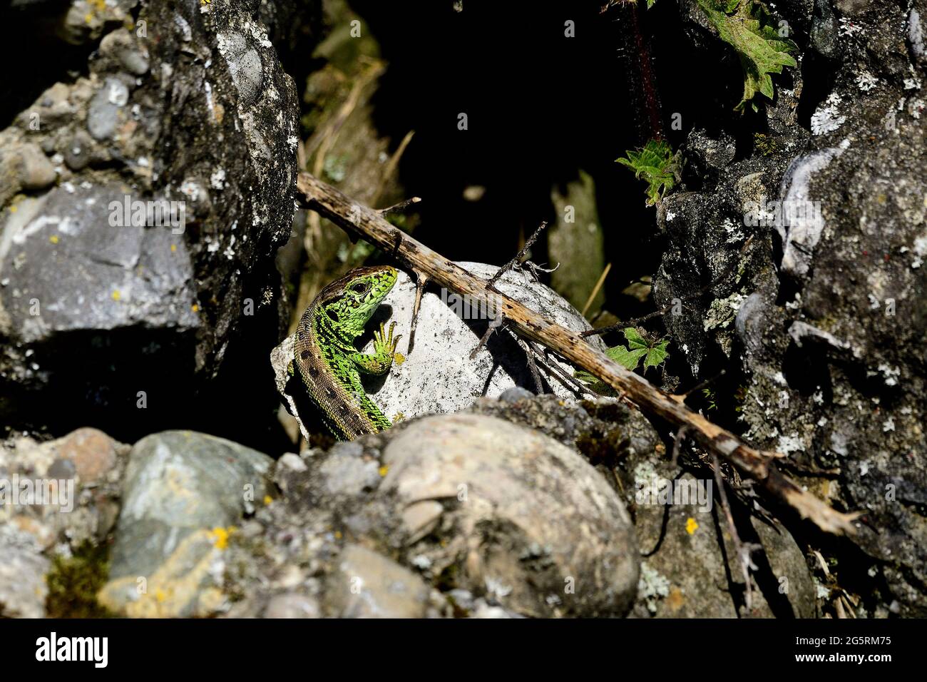 Zauneidechse, Lacerta agilis, Lacertidae, Männchen, Echse, Reptil, Tier ...