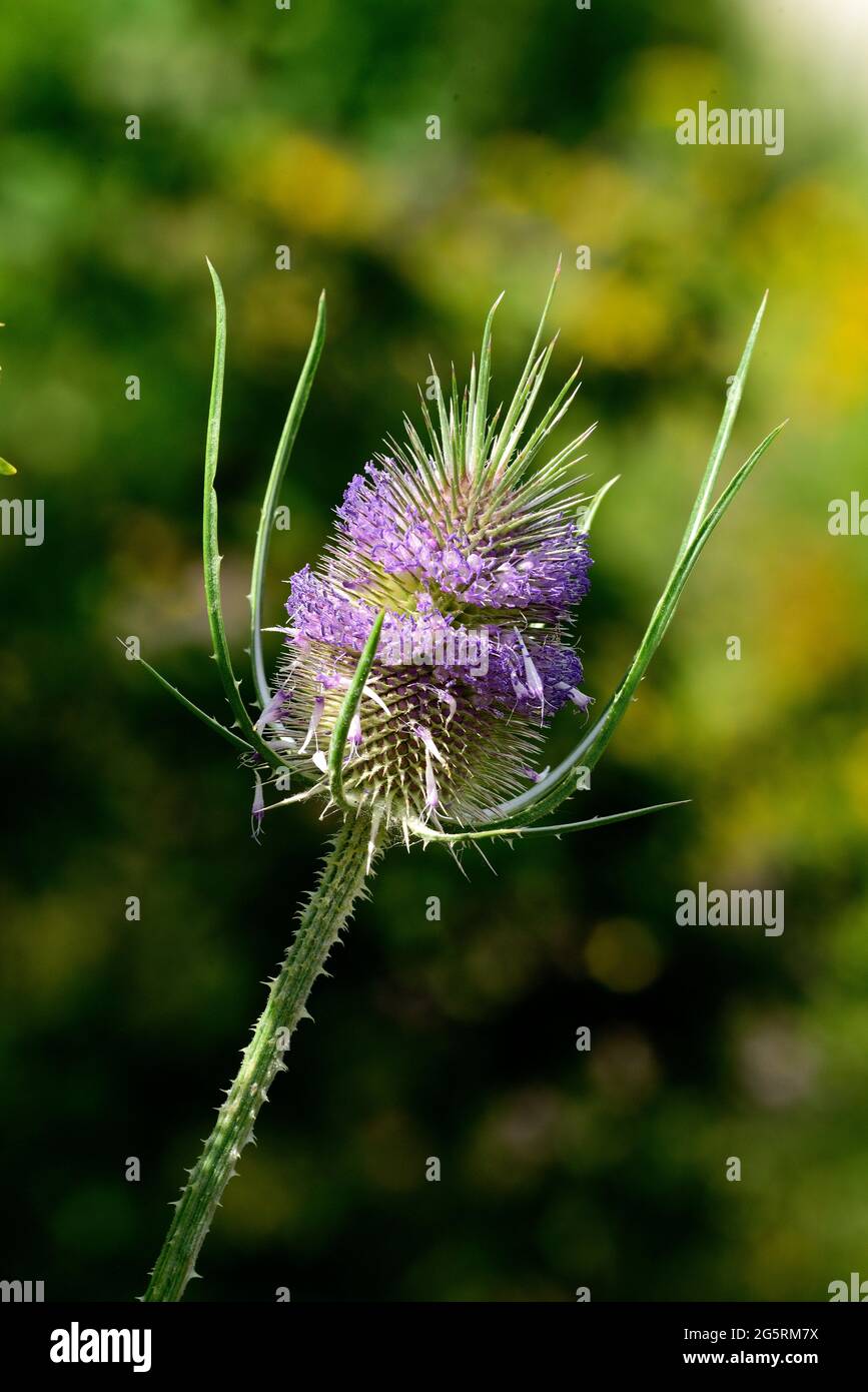 Wilde blume hi-res stock photography and images - Alamy