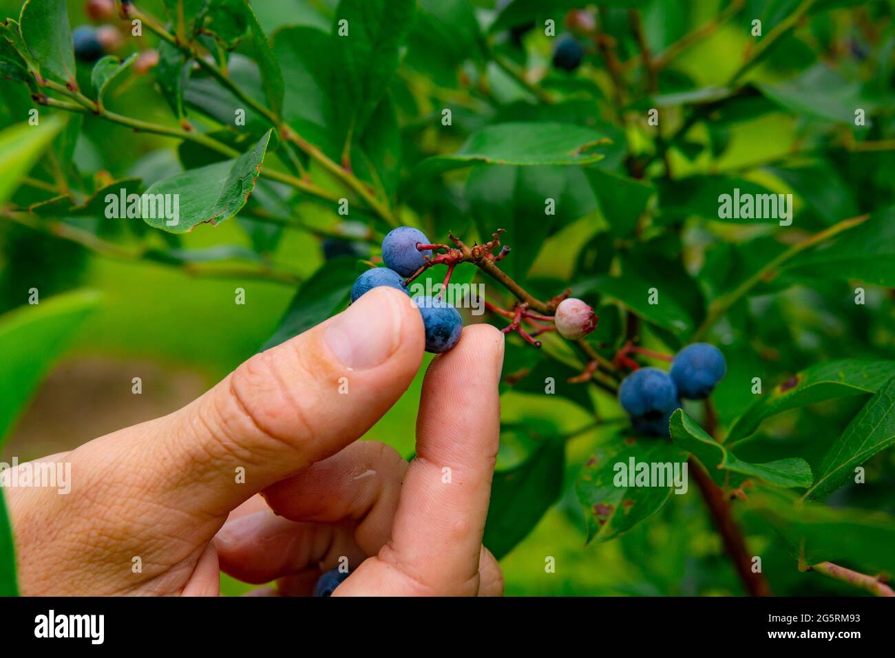 Picking of fruit hi-res stock photography and images - Alamy
