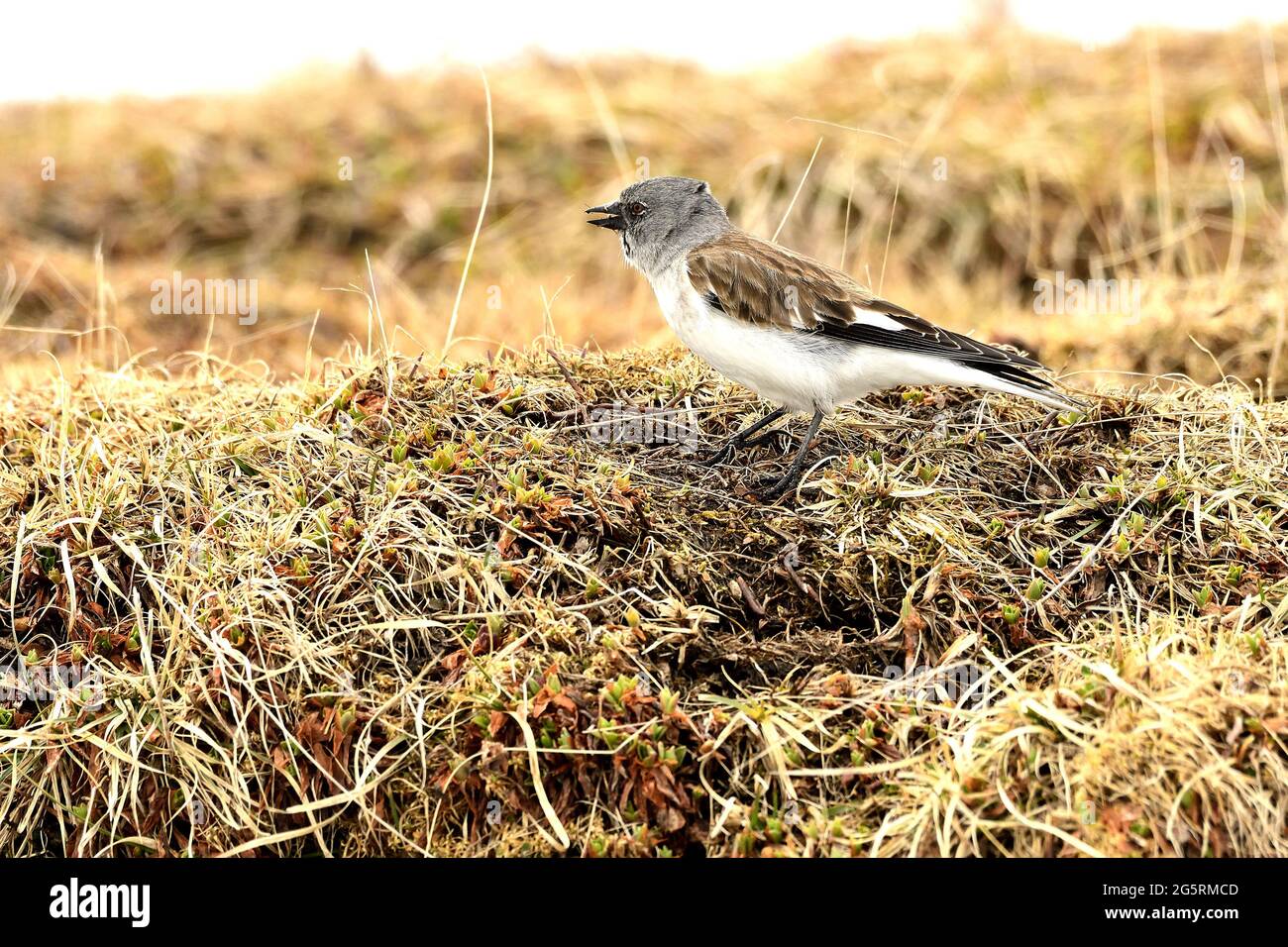 White winged snow finch montifringilla nivalis hi-res stock photography ...