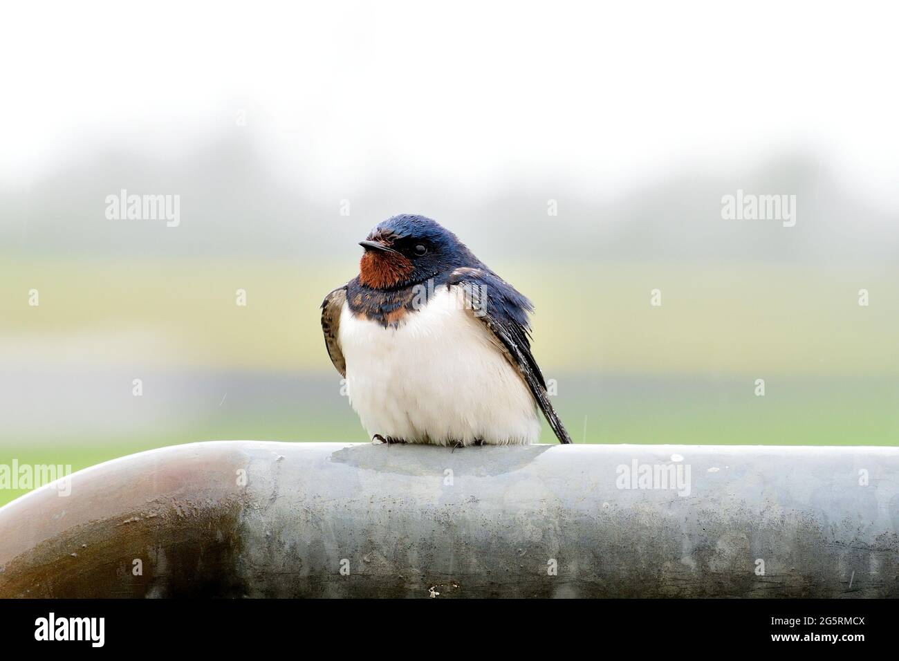 Rauchschwalbe, Hirundo rustica, Hirundinidae, im Regen, Vogel, Tier ...