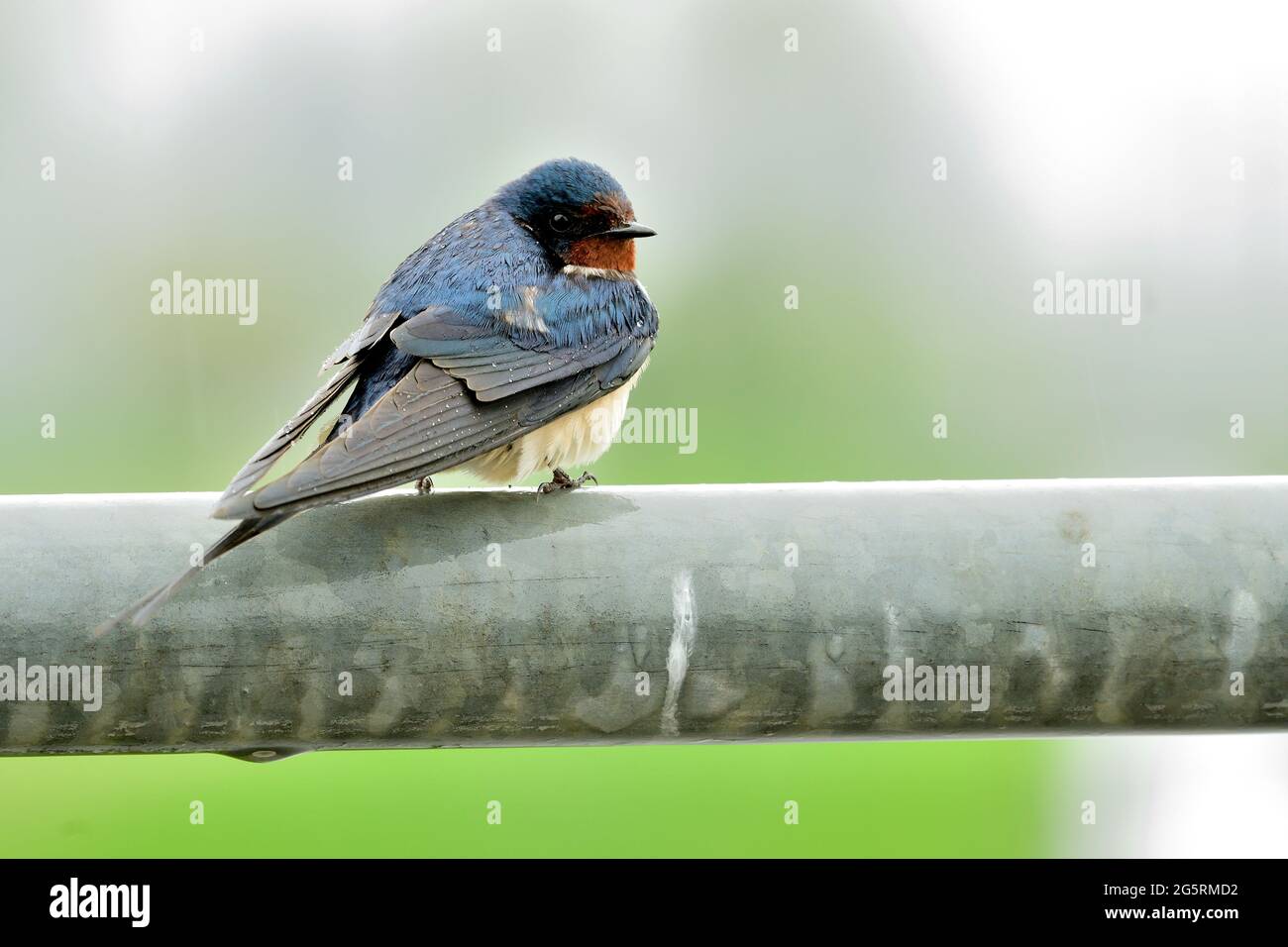 Rauchschwalbe, Hirundo rustica, Hirundinidae, im Regen, Vogel, Tier ...