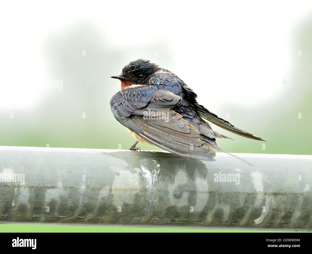 Rauchschwalbe, Hirundo rustica, Hirundinidae, im Regen, Vogel, Tier ...