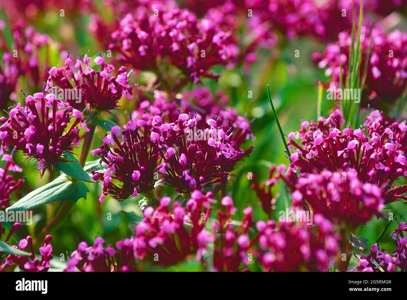 Cornucopia fedie hi-res stock photography and images - Alamy