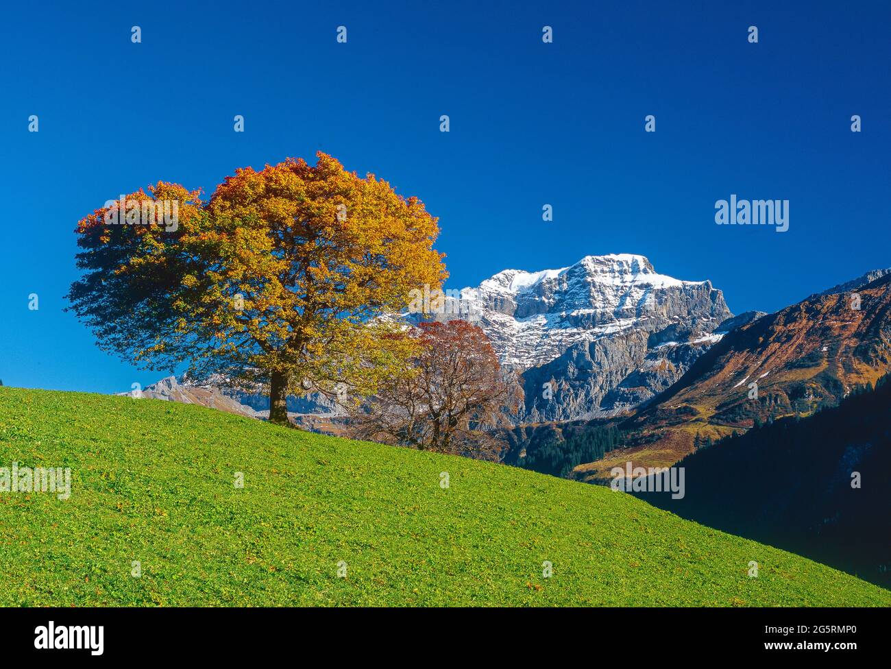 Klausenpass, Baum, Herbst, Clariden, Uri, Chamliberg Stock Photo - Alamy