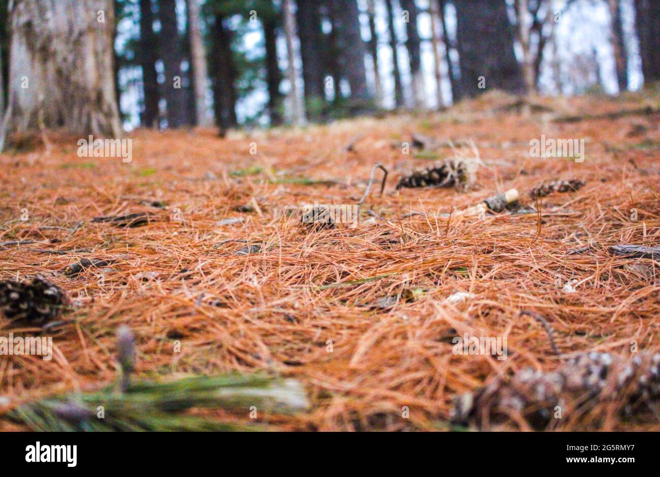Forest looking up from floor hi-res stock photography and images - Alamy